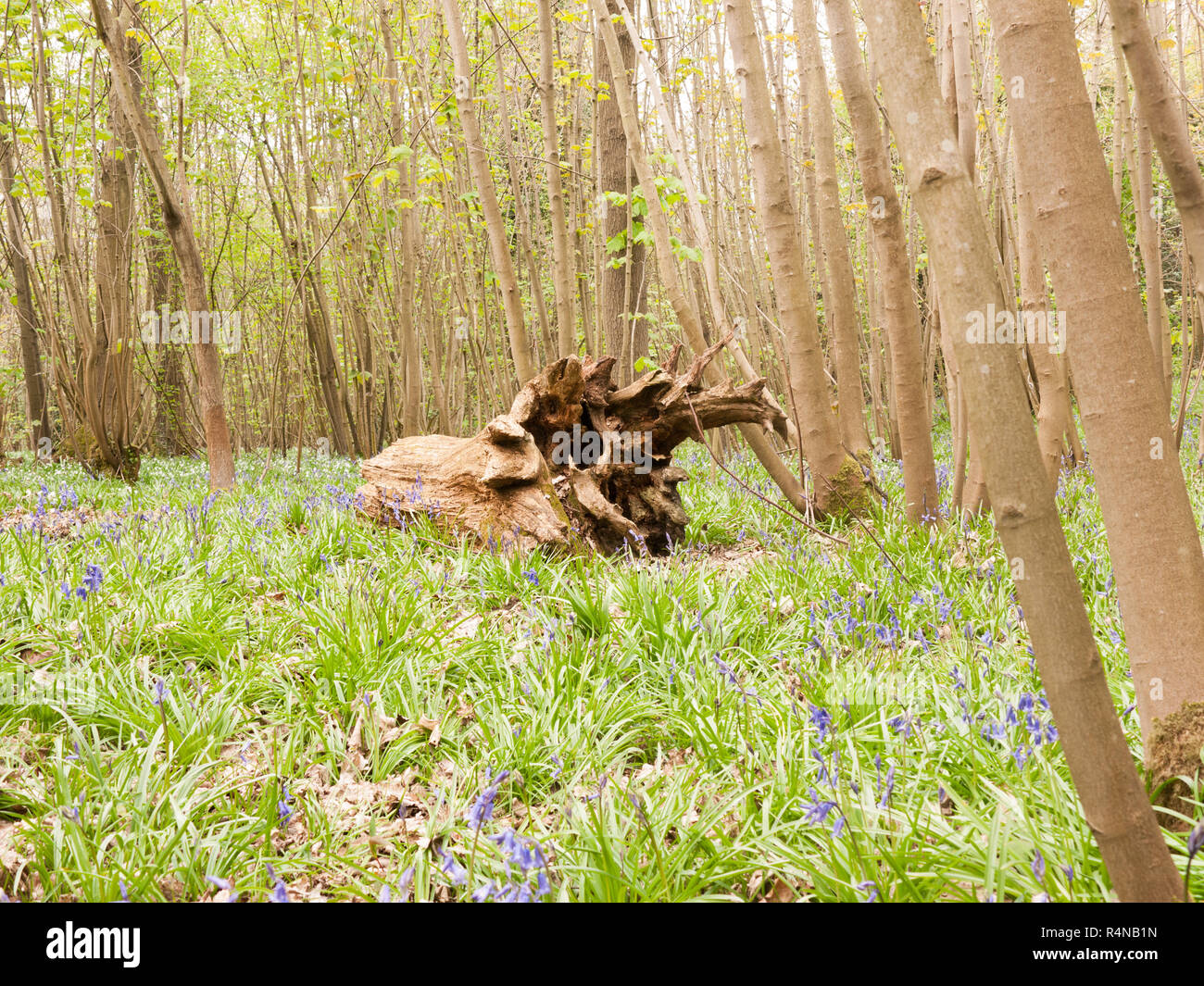 Tree stumo hi-res stock photography and images - Alamy