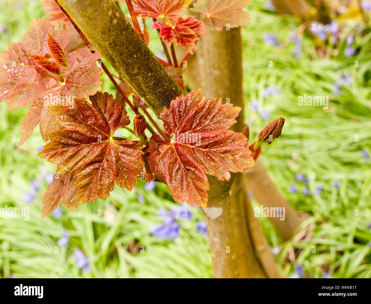 Two leaves upon hi-res stock photography and images - Alamy