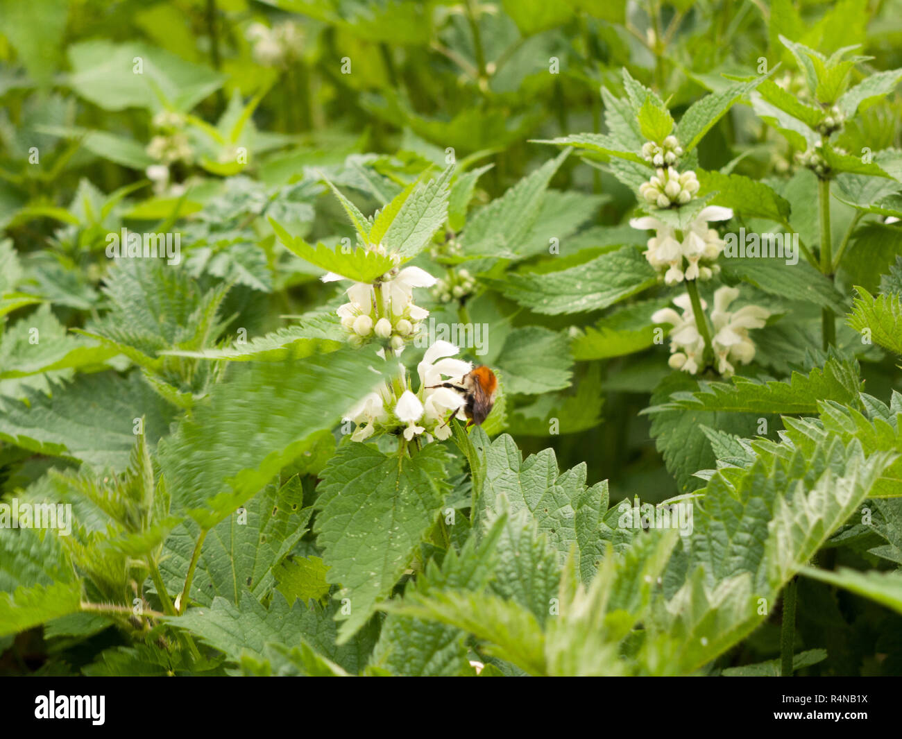 White deadnettle bee hi-res stock photography and images - Alamy