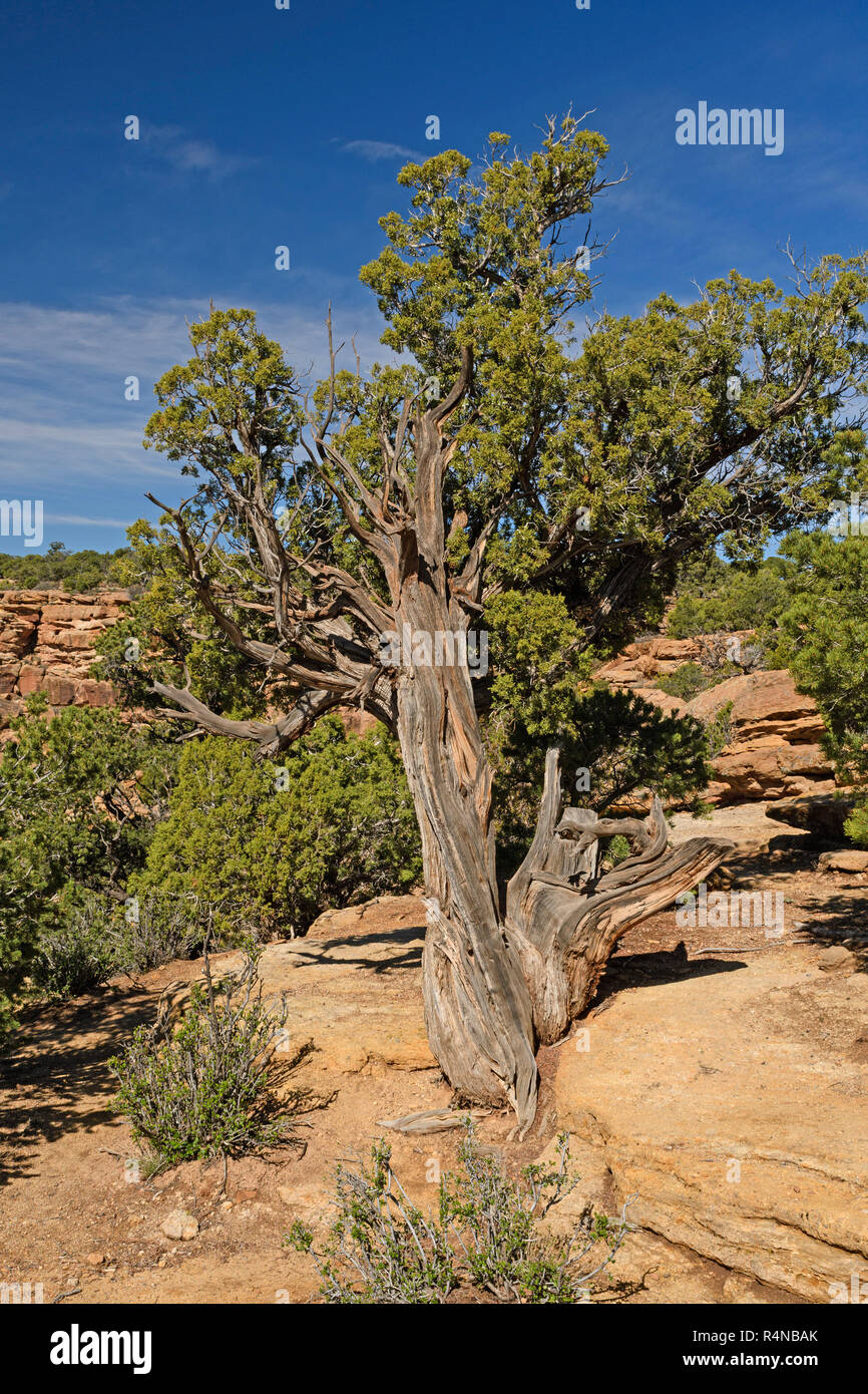Desert Juniper Tree