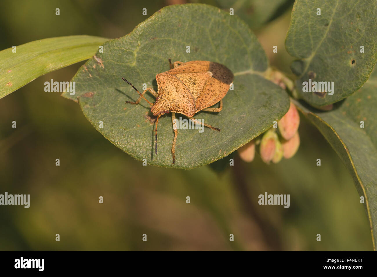 Large stink bug hi-res stock photography and images - Alamy