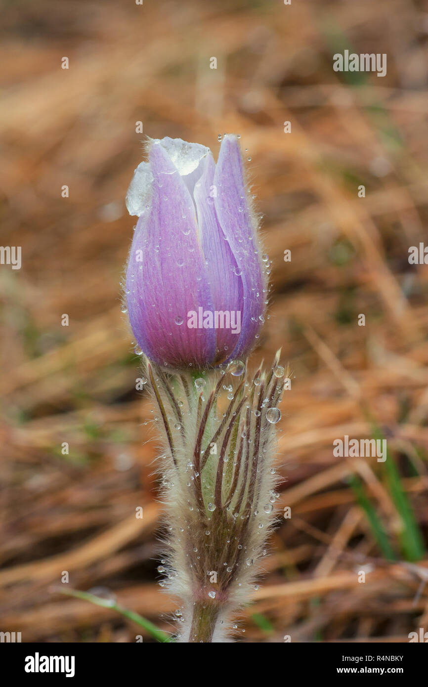 Hairy crocus hi-res stock photography and images - Alamy