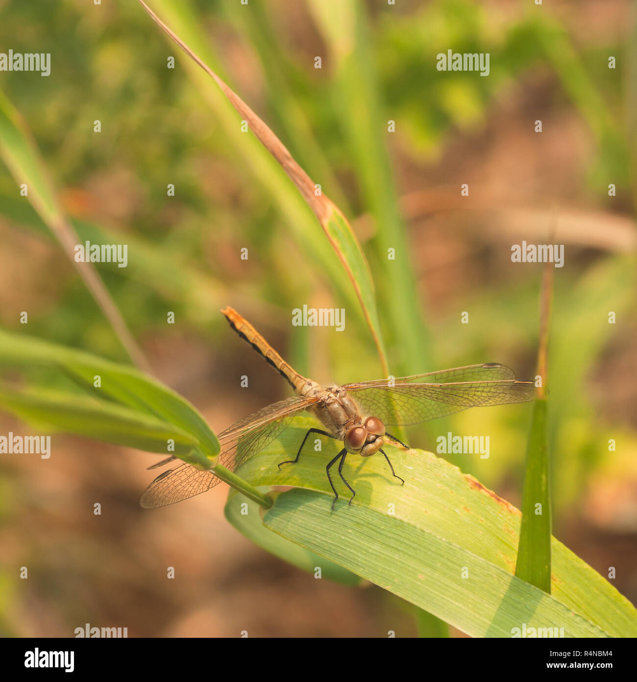 Cherry-faced Meadowhawk Dragonfy Sitting on Grass Stock Photo - Alamy