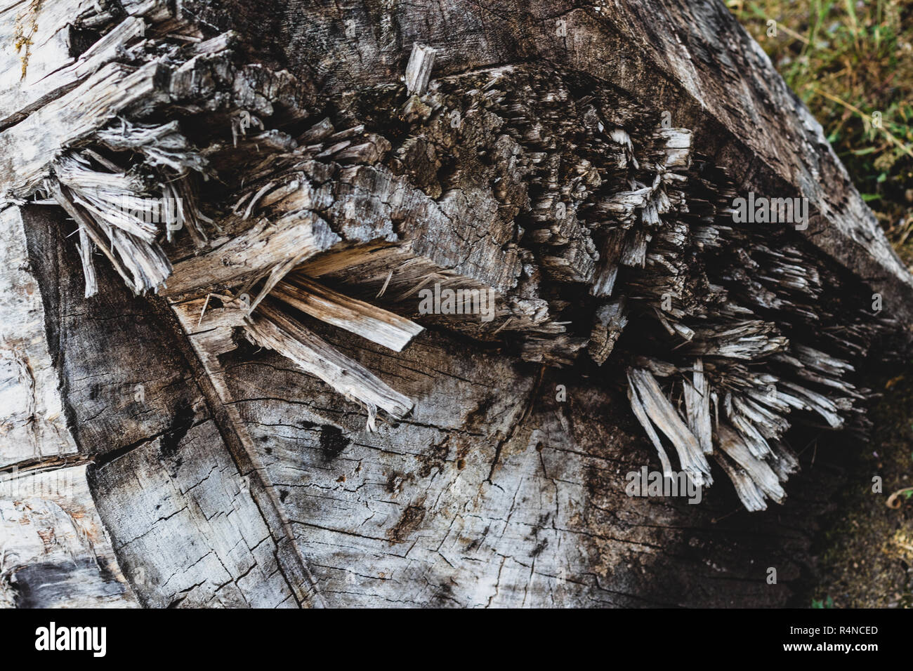 Old weathered cut split wood log cross section with splintered slivers ...