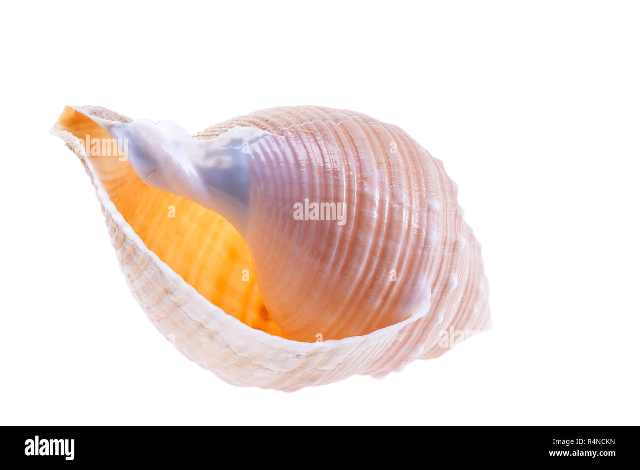 Single sea shell of marine snail isolated on white background Stock ...