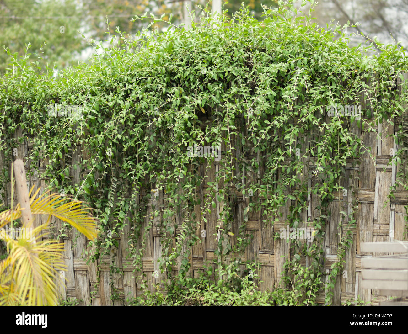 Ornamental hop leaves hi-res stock photography and images - Alamy