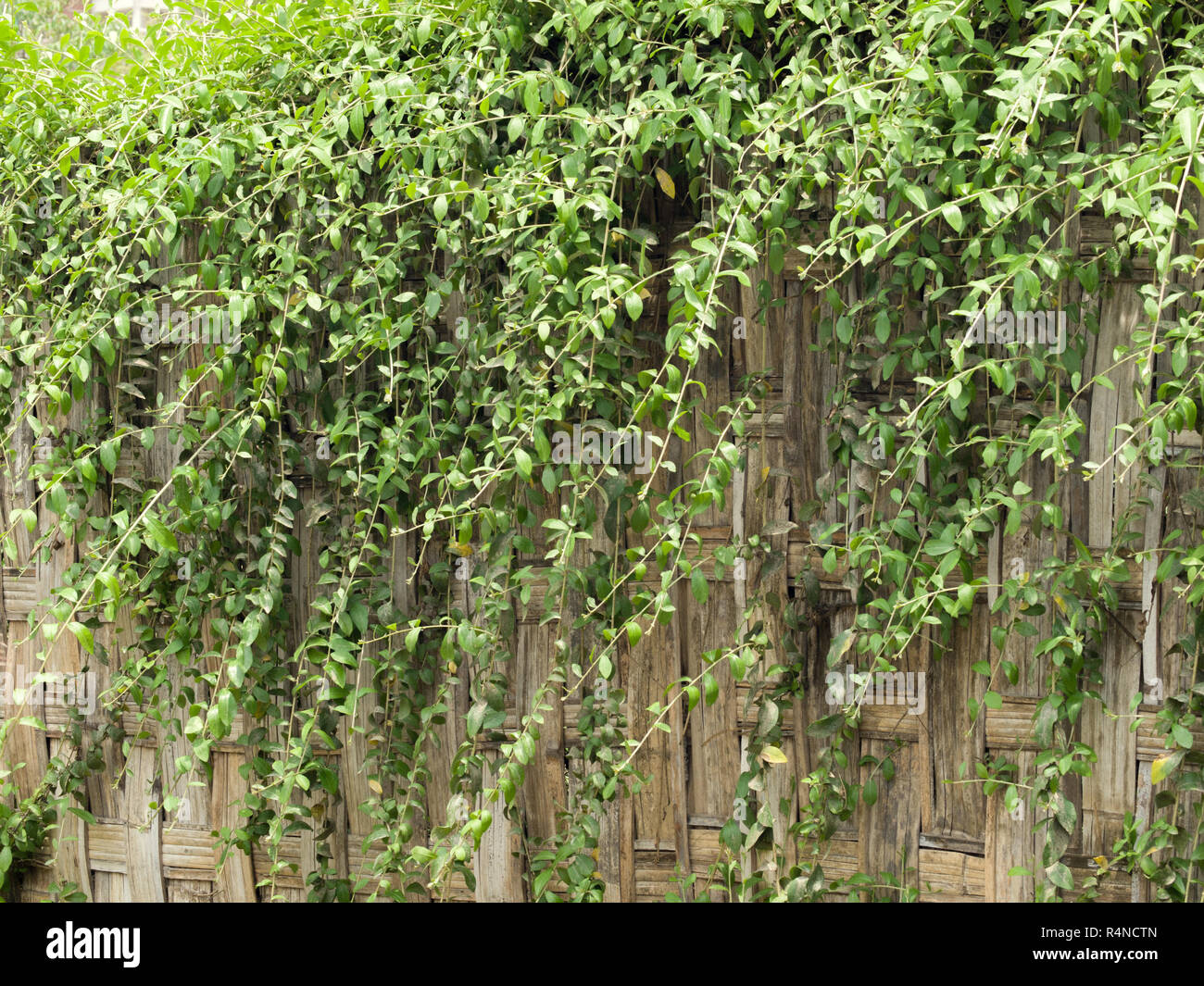 Ornamental hop leaves hi-res stock photography and images - Alamy