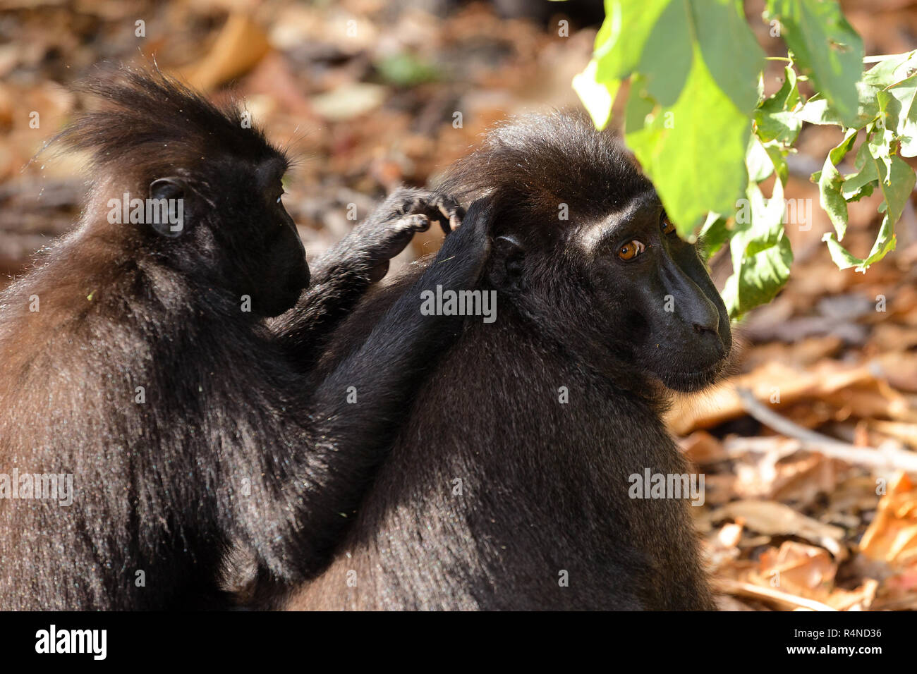 Macacue monkey hi-res stock photography and images - Alamy