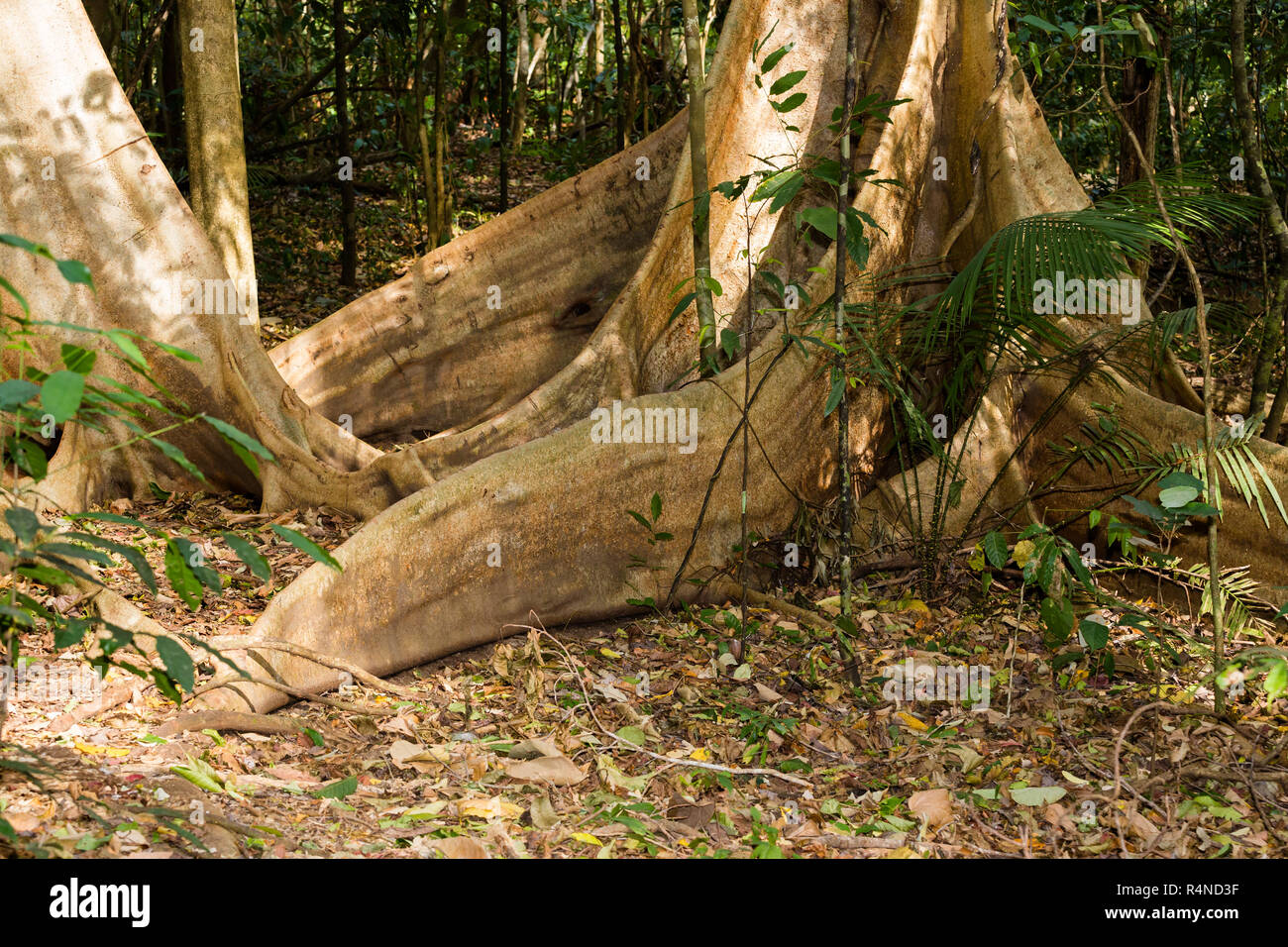 Large buttressed tree hi-res stock photography and images - Alamy