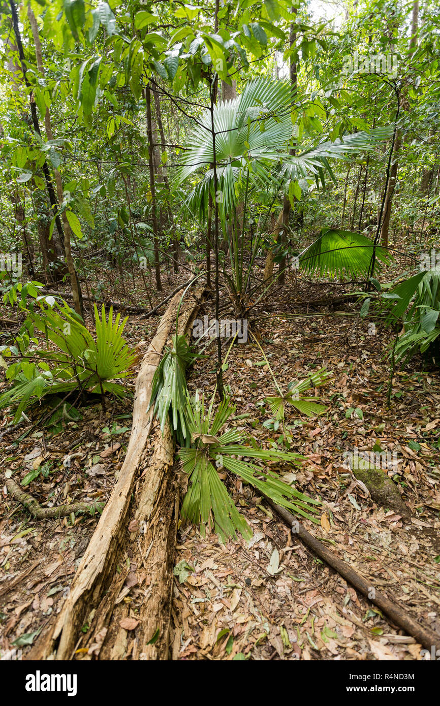 jungle in Tangkoko National Park, Indonesia Stock Photo - Alamy