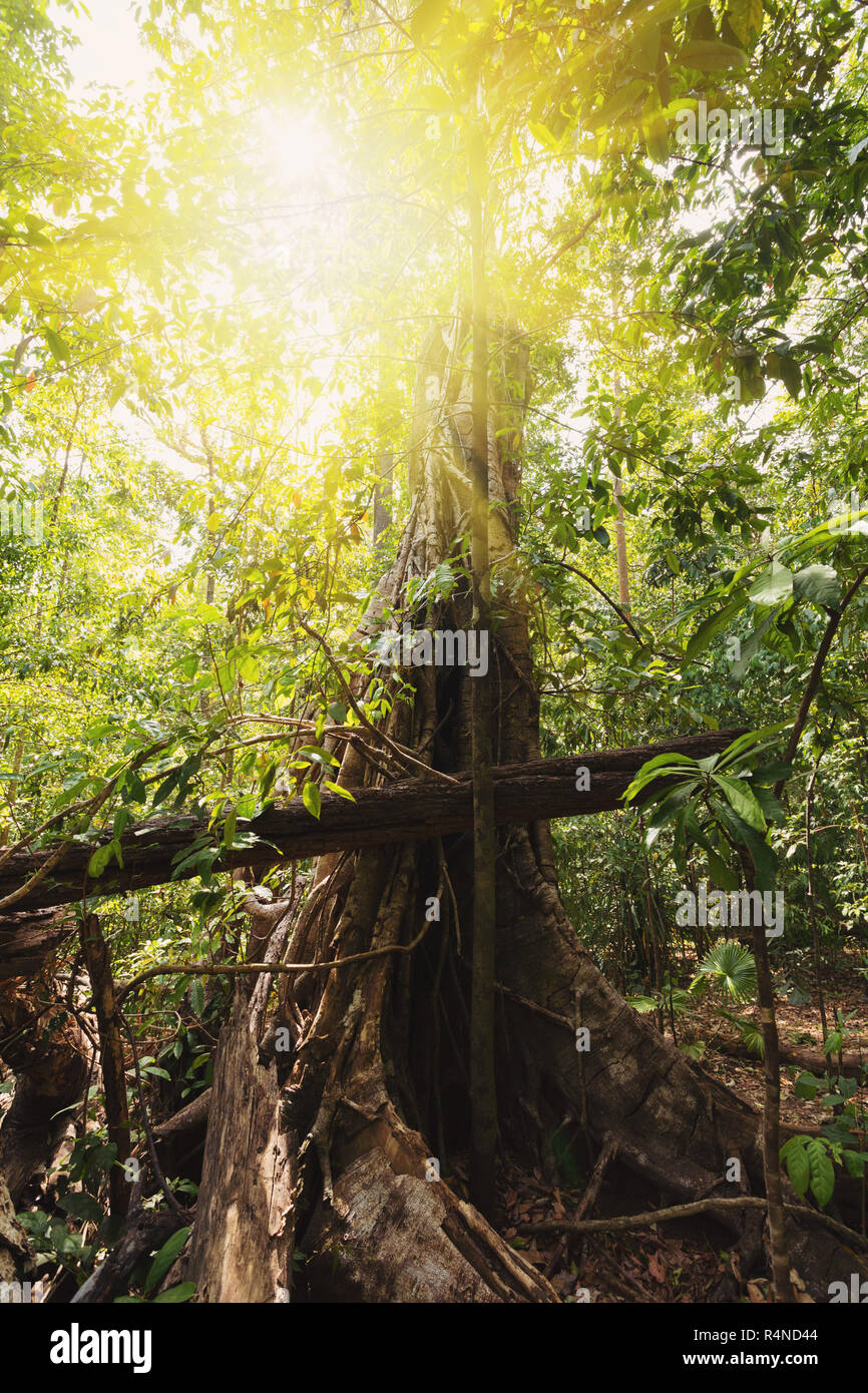 jungle in Tangkoko National Park, Indonesia Stock Photo - Alamy