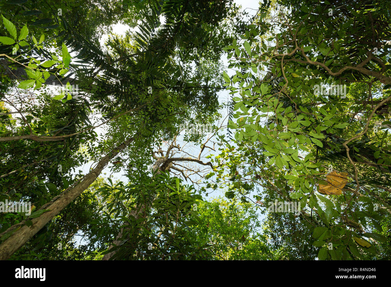 Tall tree rainforest indonesia hi-res stock photography and images - Alamy