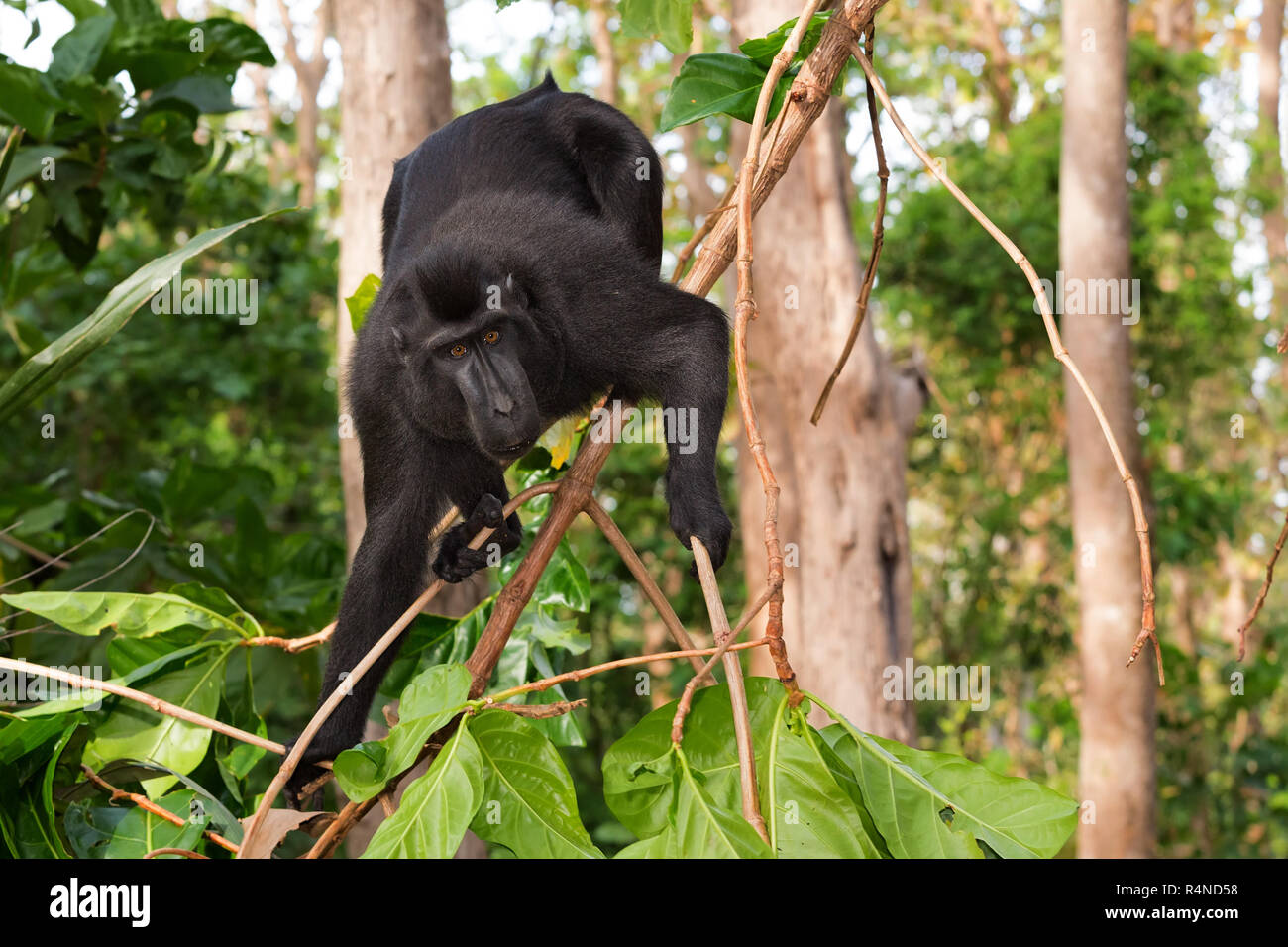 endemic sulawesi monkey Celebes crested macaque Stock Photo - Alamy