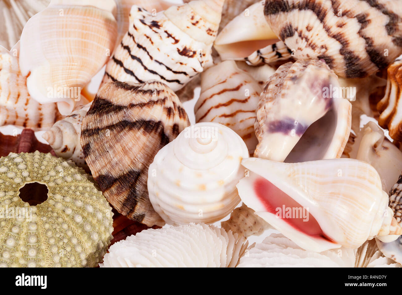 Various types shellfish hi-res stock photography and images - Alamy