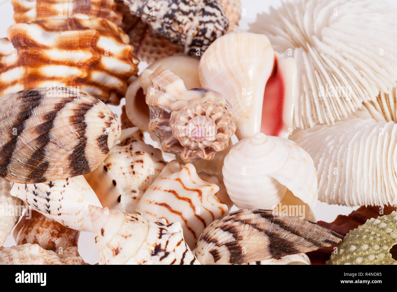Background of various types of sea shells Stock Photo - Alamy