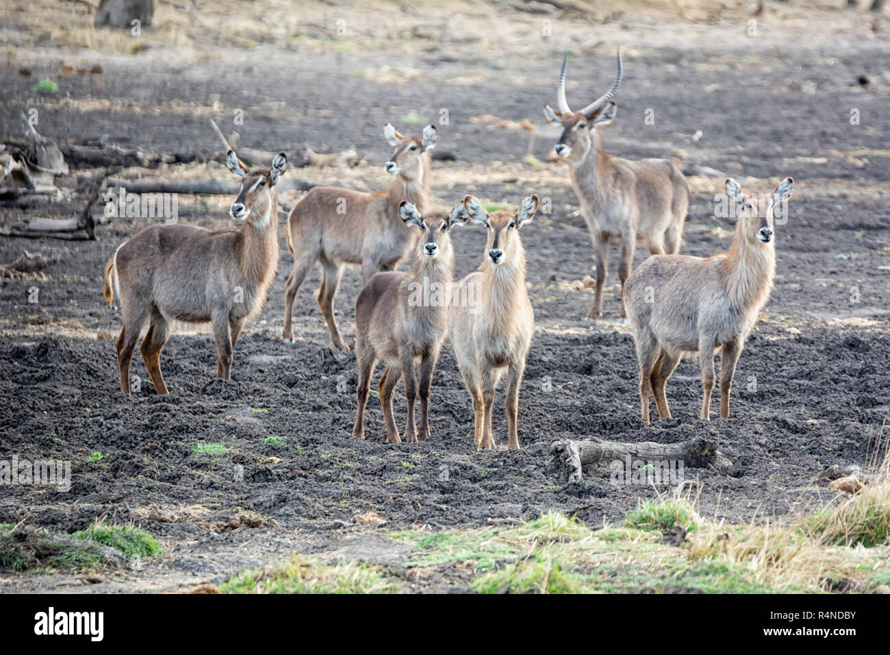 waterbuck antelope at a watering hole in Southern African savanna Stock ...