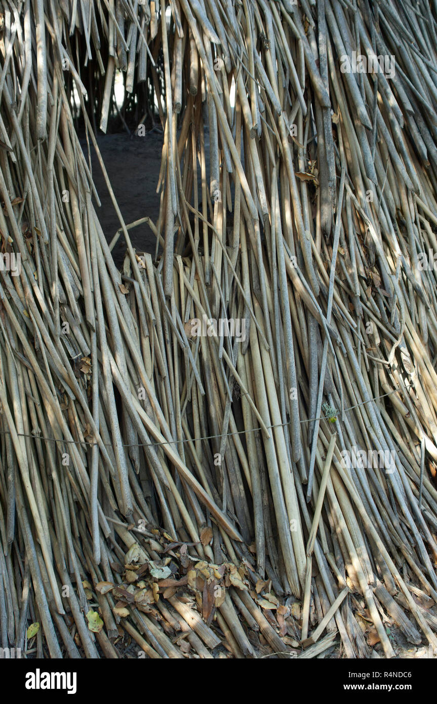 Consttruction detail of a Chumash thatched dwelling, La Purisima ...