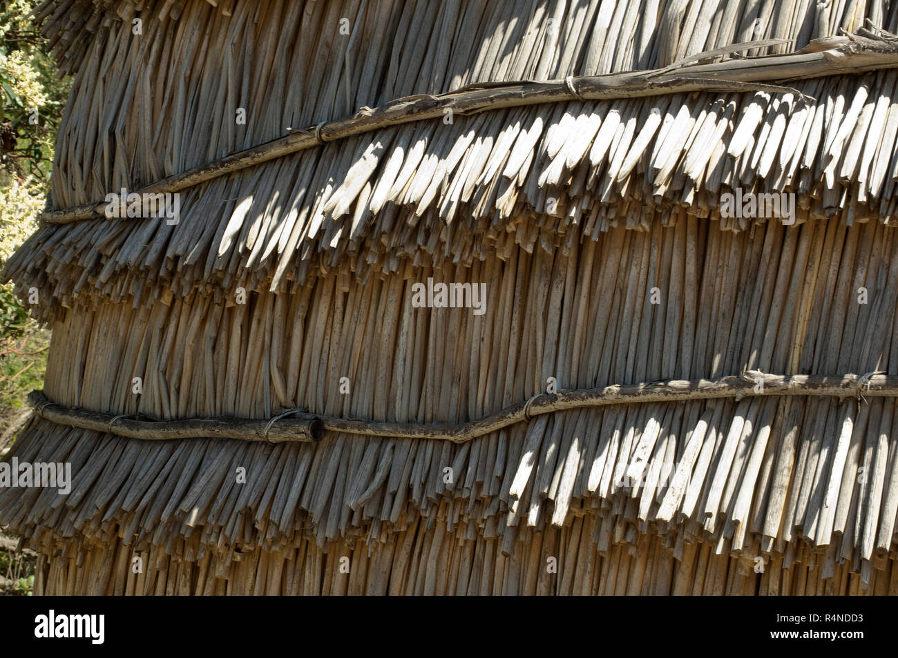 Consttruction detail of a Chumash thatched dwelling, La Purisima ...