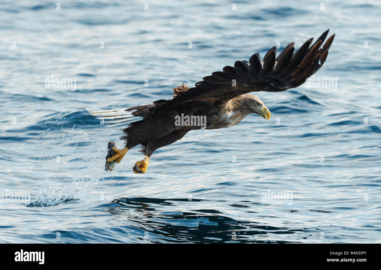 Adult White-tailed eagles fishing. Blue Ocean Background. Scientific ...