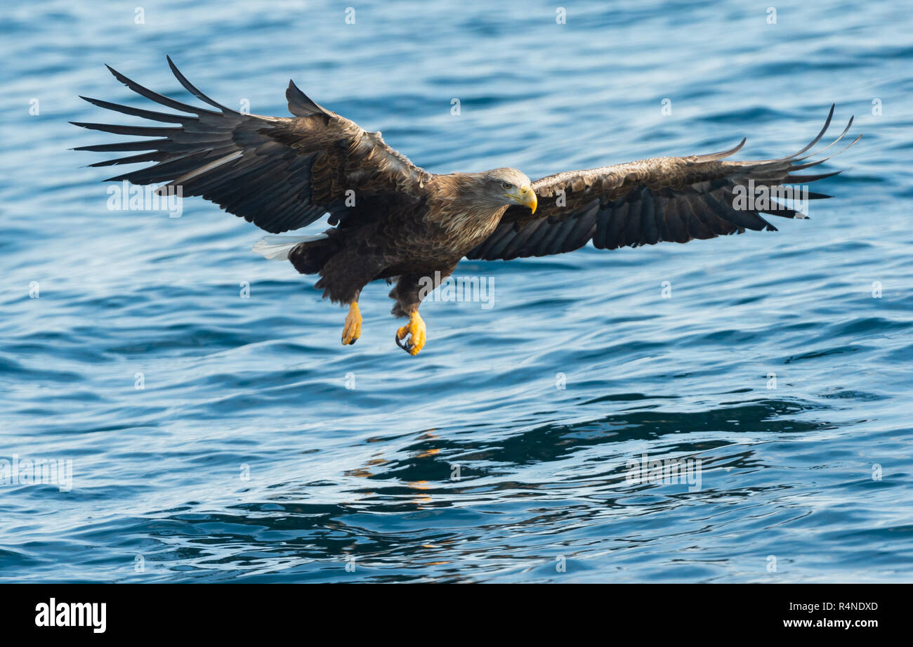 Adult White-tailed eagles fishing. Blue Ocean Background. Scientific ...