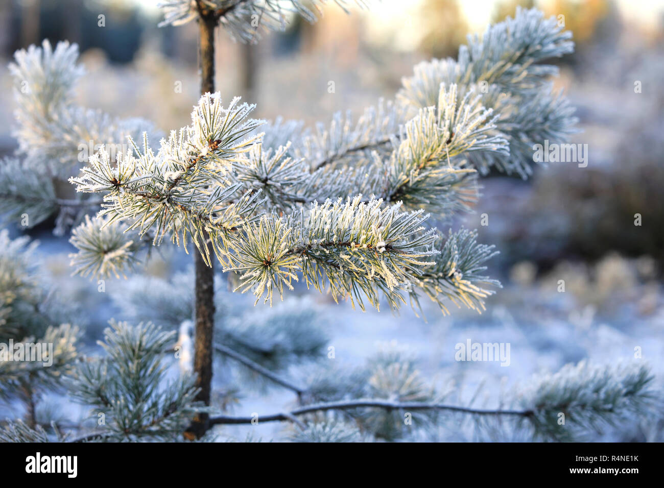 Hoarfrost crystals on small pine tree branches growing in winter forest ...