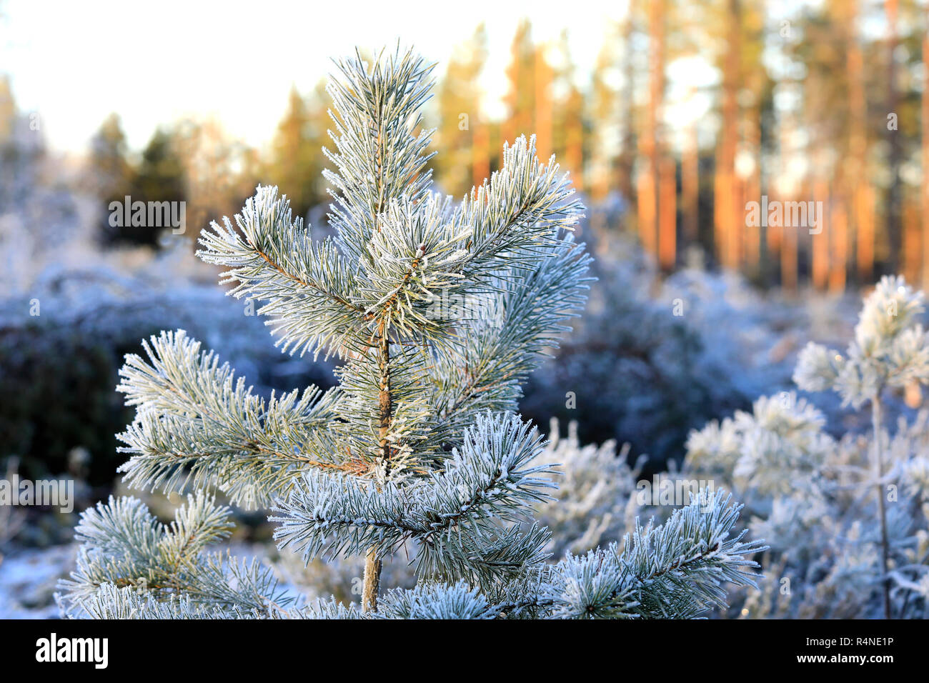 Tree with frost hi-res stock photography and images - Alamy