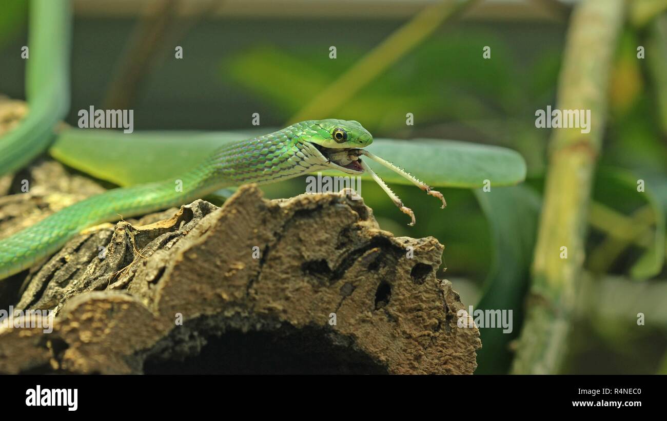 Snake with legs hi-res stock photography and images - Alamy