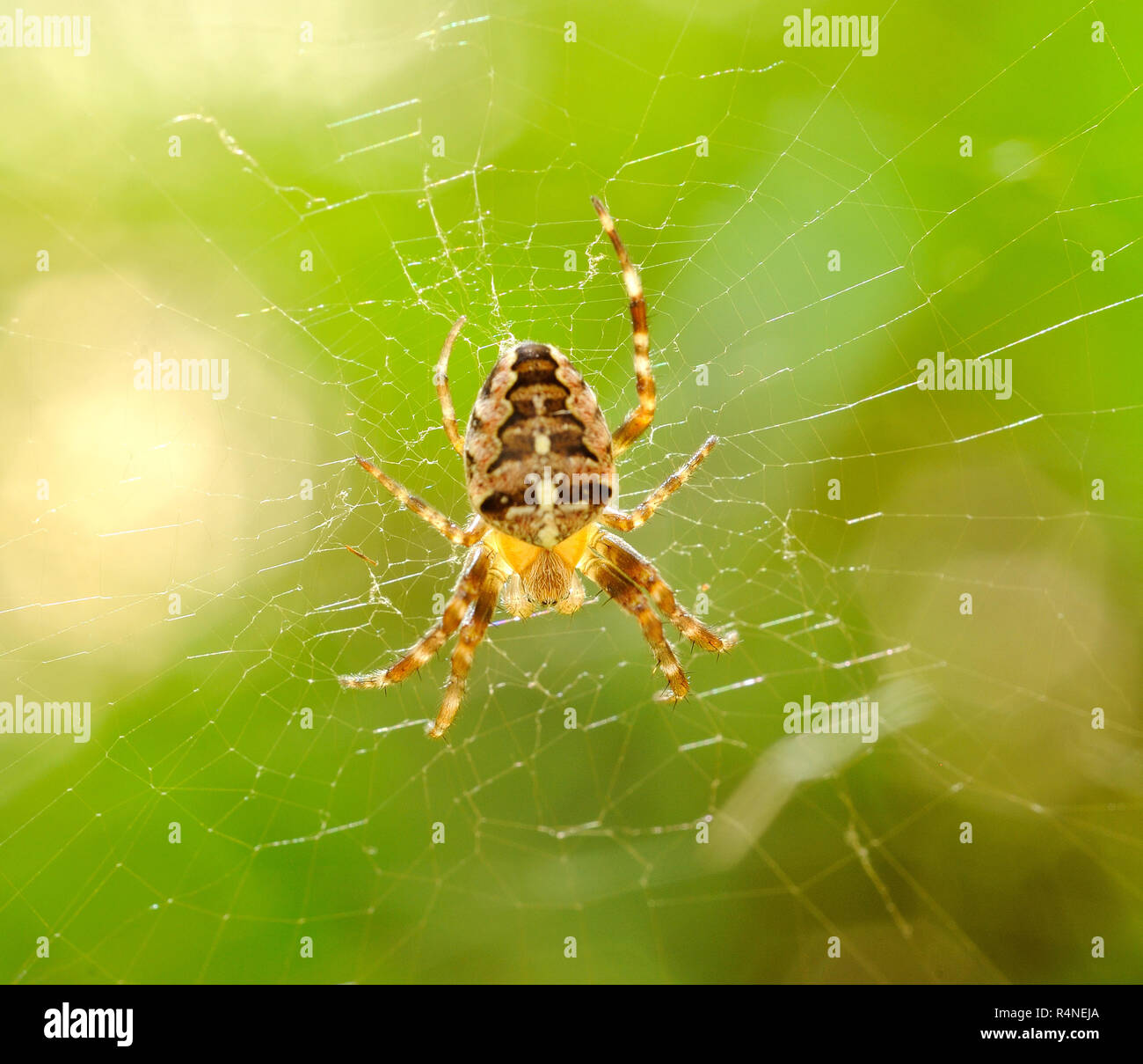 Spider web prey animals hunting hi-res stock photography and images - Alamy