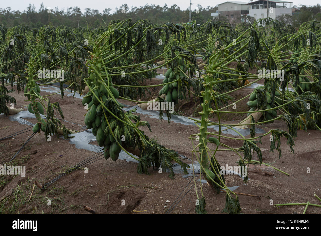 Typhoon morakot taiwan hi-res stock photography and images - Alamy