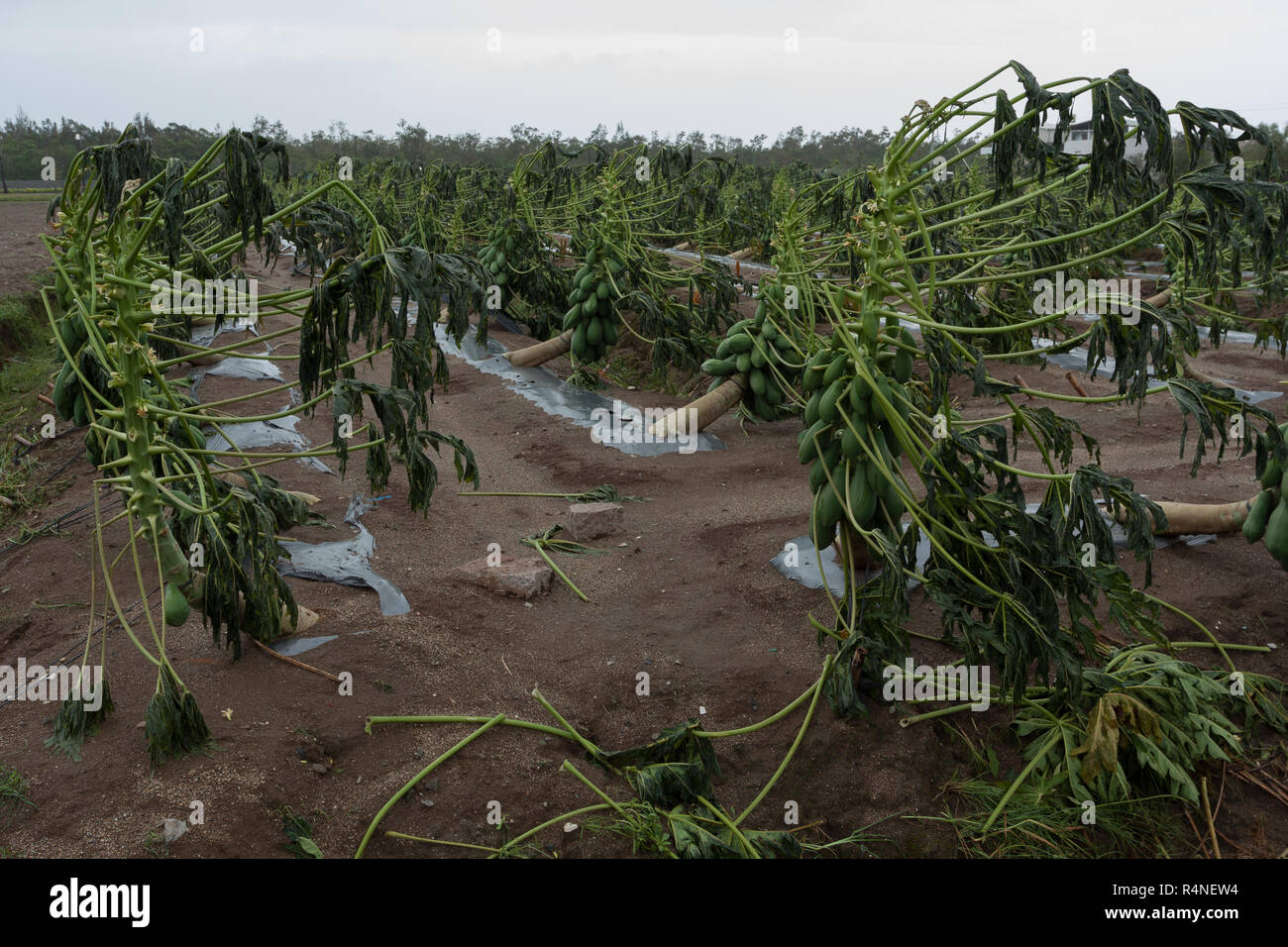 Typhoon Morakot damages papaya plantation in Ji’an Township, Hualien as ...