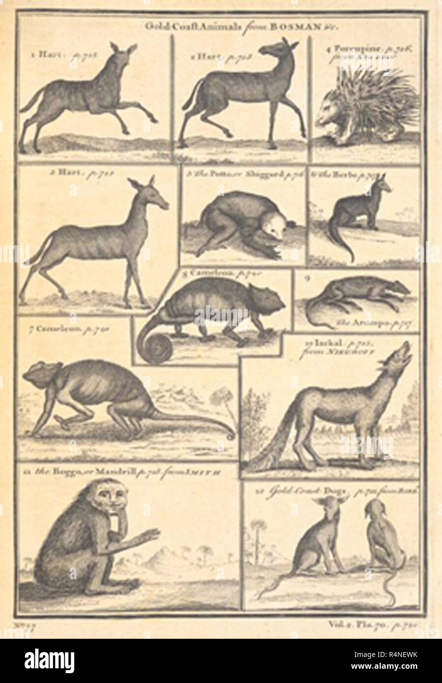 vintage mammals illustration Stock Photo - Alamy