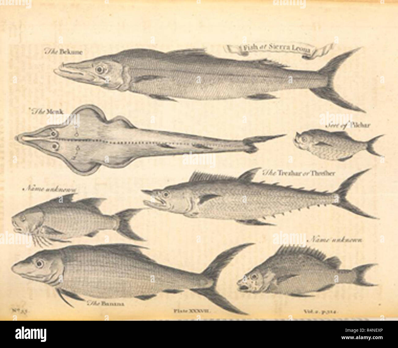 vintage fish species artwork Stock Photo - Alamy