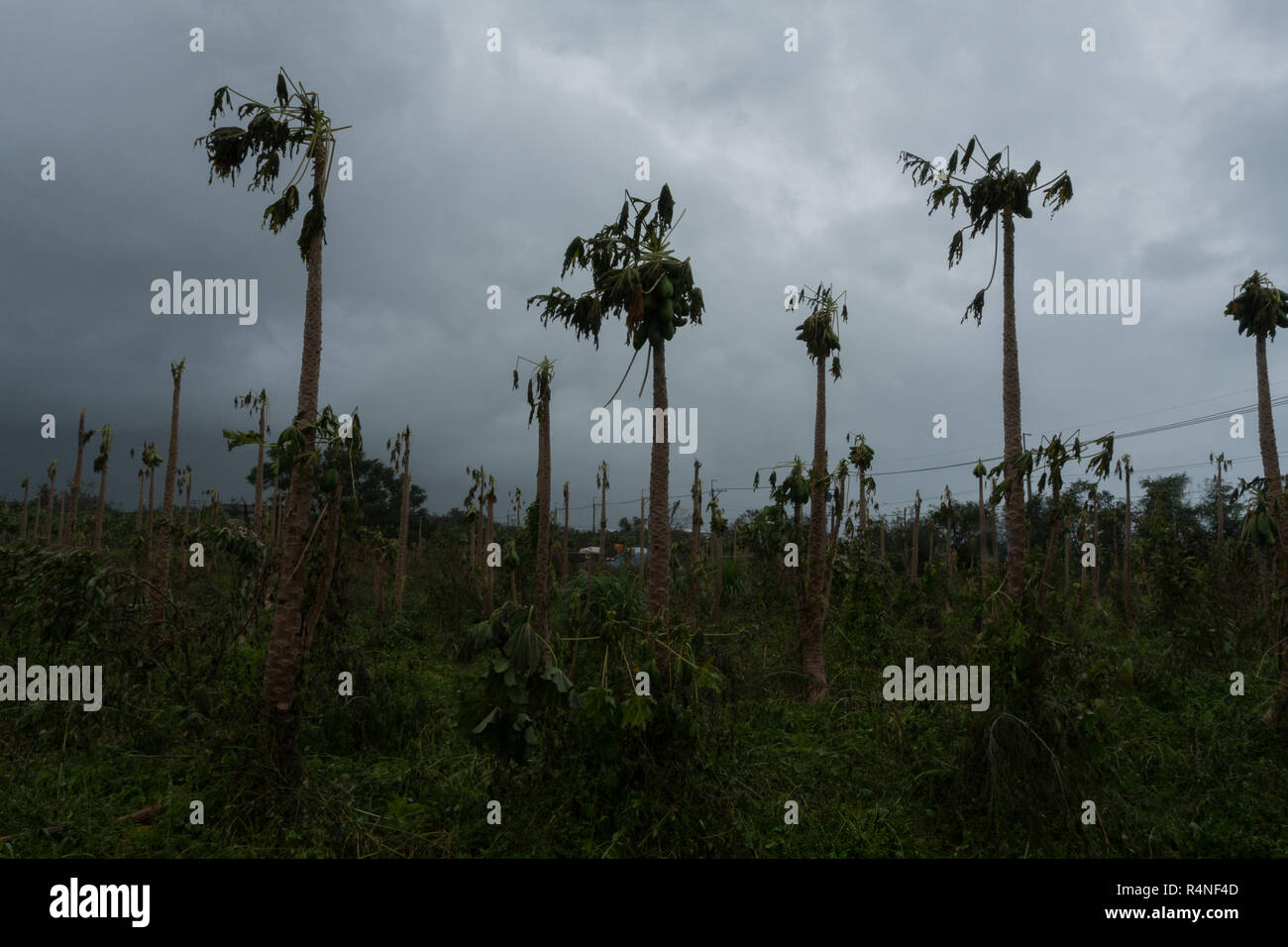 Typhoon Morakot damages papaya plantation in Ji’an Township, Hualien as ...