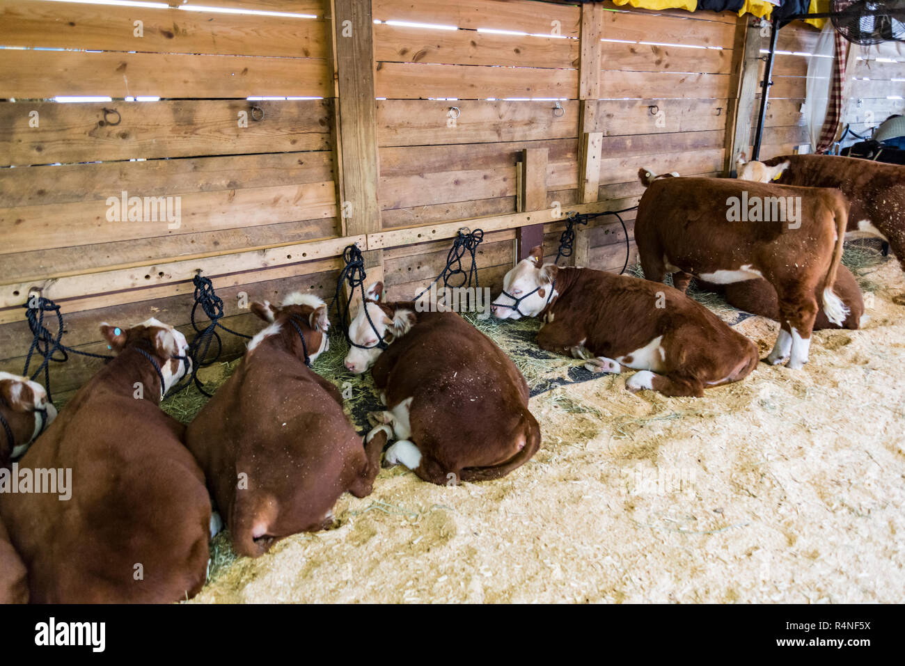 Cows in a farm. Dairy cows in a farm in Maine USA Stock Photo - Alamy