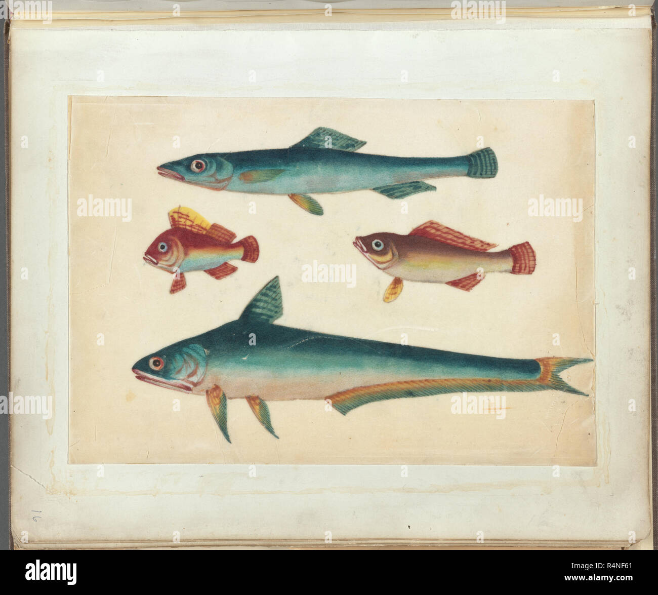vintage fish species illustration Stock Photo - Alamy
