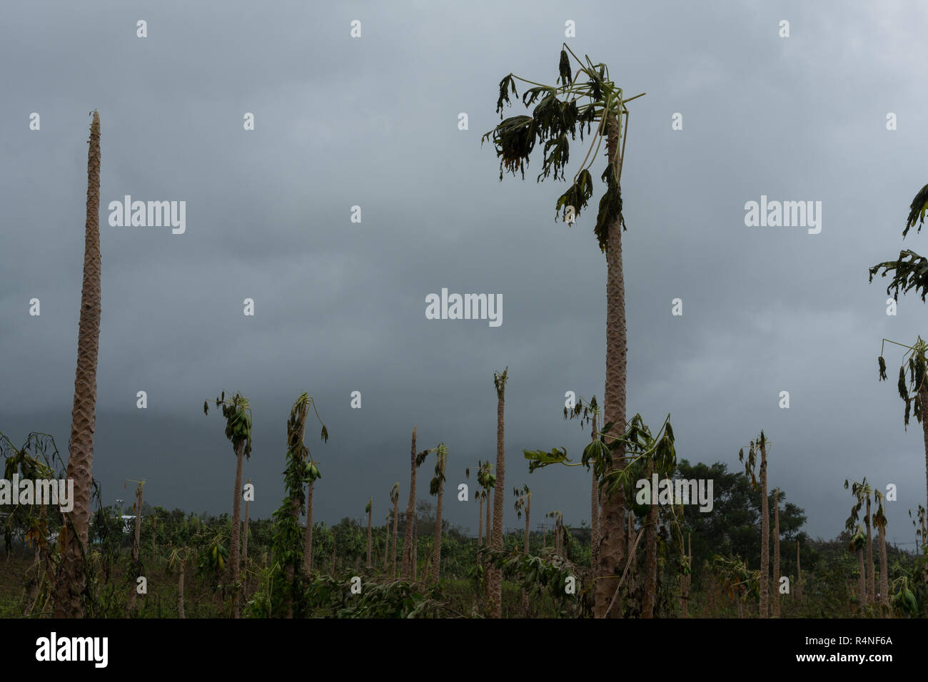 Typhoon Morakot damages papaya plantation in Ji’an Township, Hualien as ...