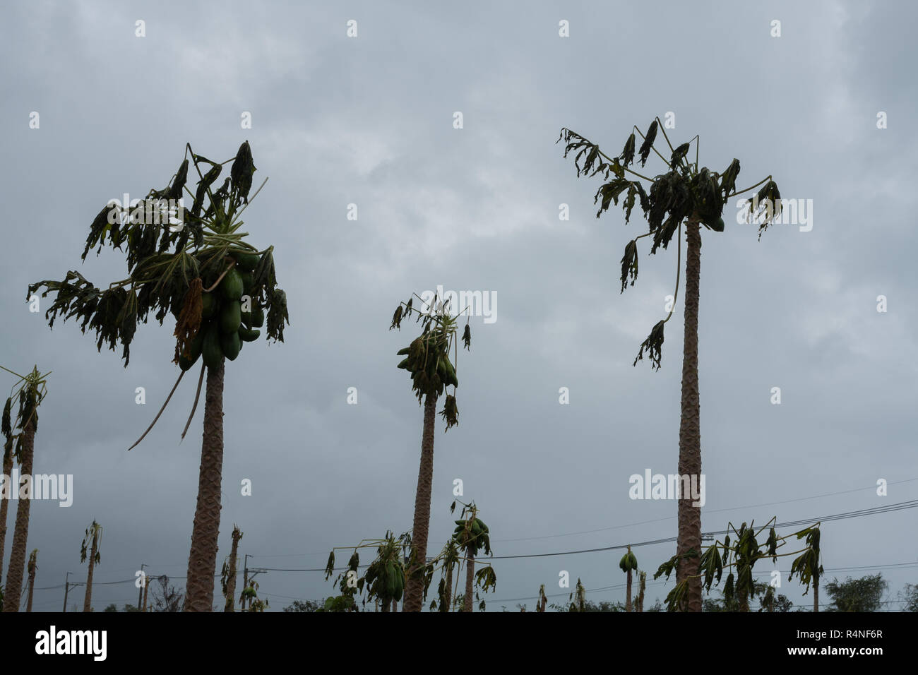 Typhoon Morakot damages papaya plantation in Ji’an Township, Hualien as ...