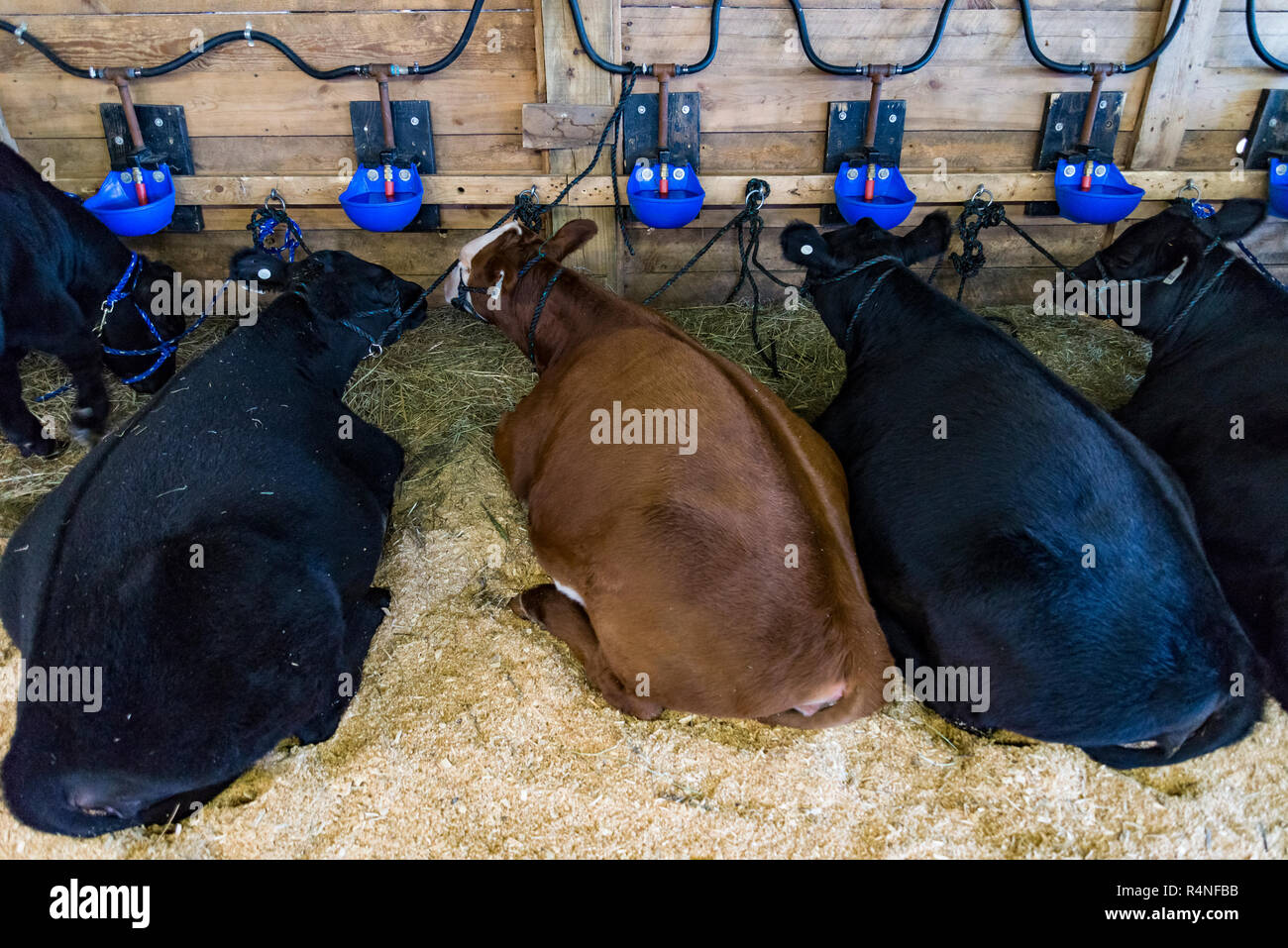Cows in a farm. Dairy cows in a farm in Maine USA Stock Photo - Alamy