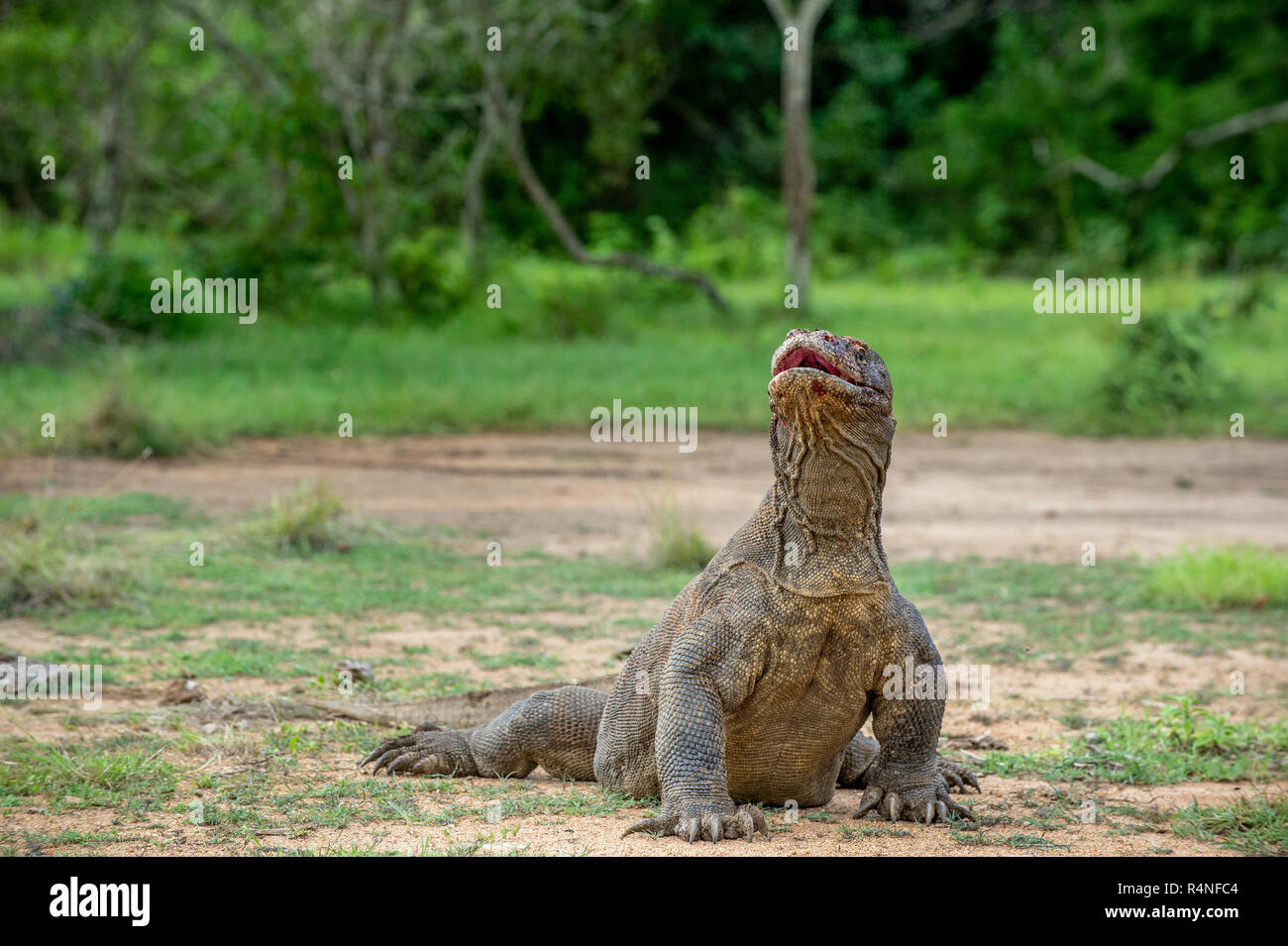 The Komodo dragon Varanus komodoensis raised the head with open mouth ...