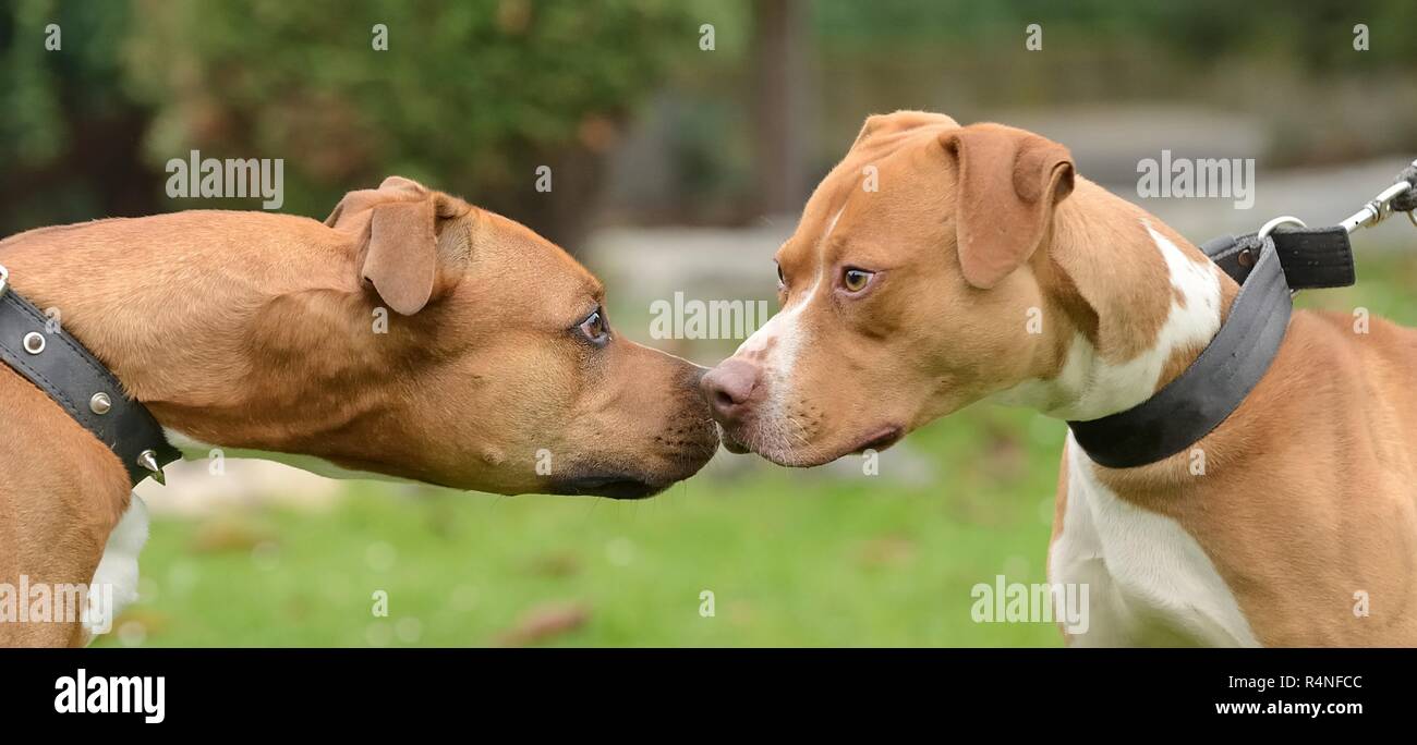 Staffordshire bull terriers hi-res stock photography and images - Alamy