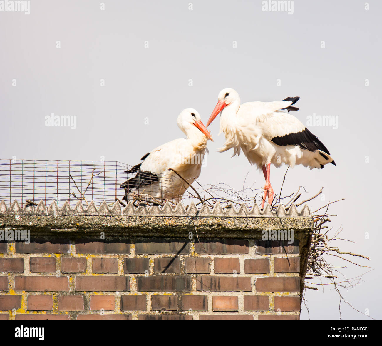 White stork couple in their nest on a chimney Stock Photo - Alamy