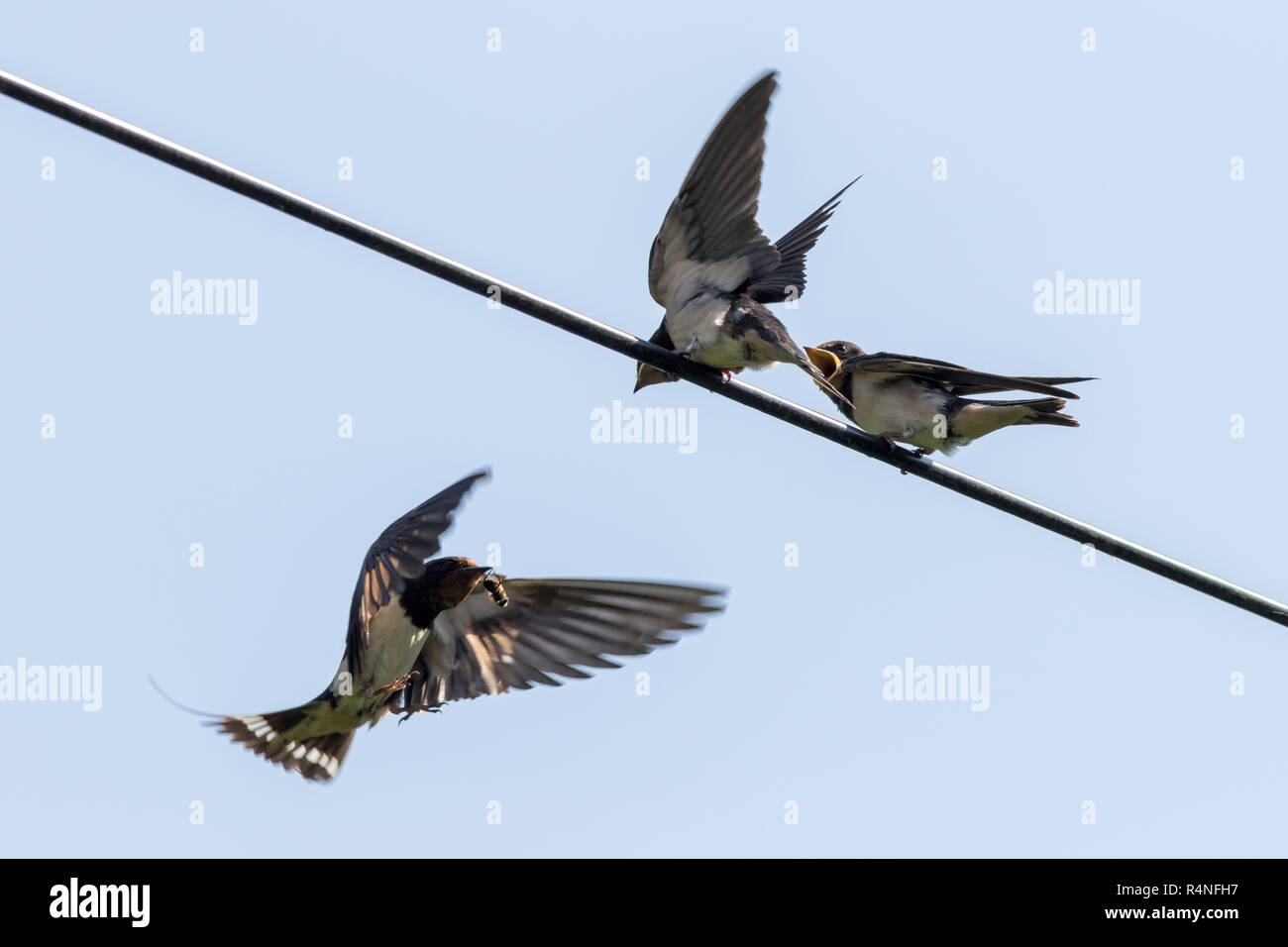 Fliegende Schwalben High Resolution Stock Photography and Images - Alamy