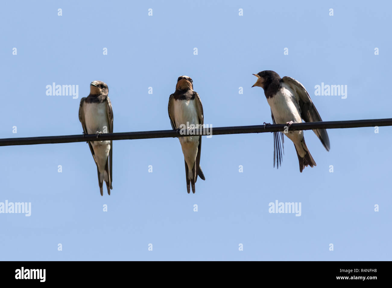 Fliegende Schwalben High Resolution Stock Photography and Images - Alamy