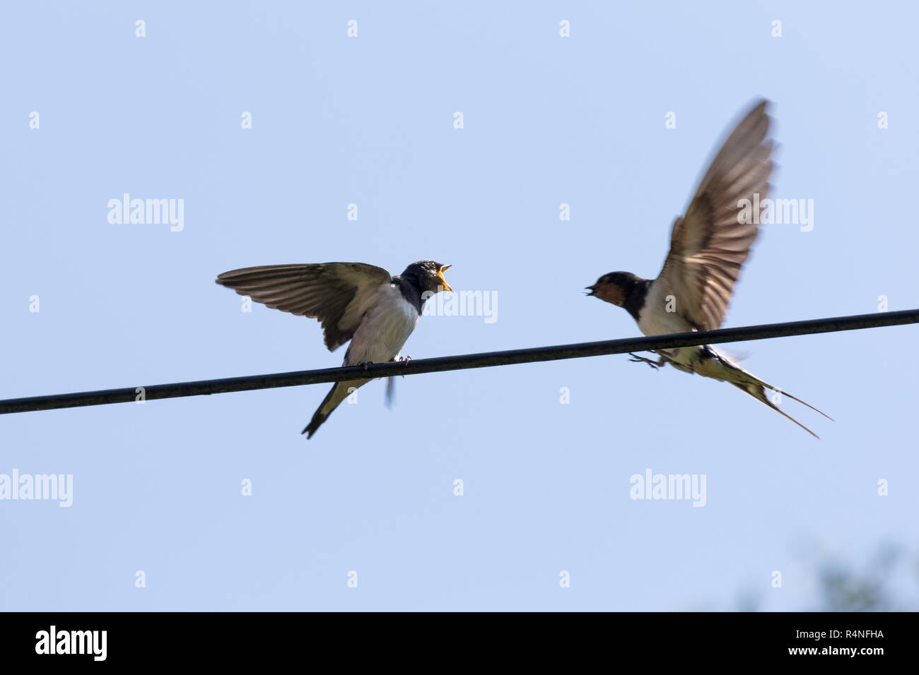 Fliegende Schwalben High Resolution Stock Photography and Images - Alamy