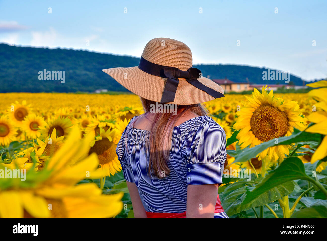 Beautiful young woman sunflower field hi-res stock photography and ...