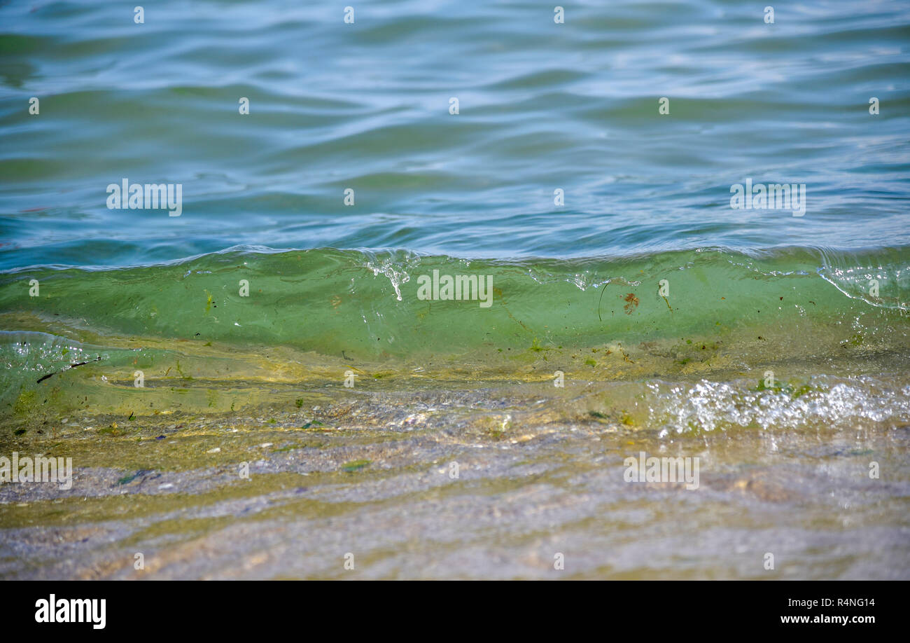 Coastal sea water and algae blue green bright gentle Stock Photo - Alamy