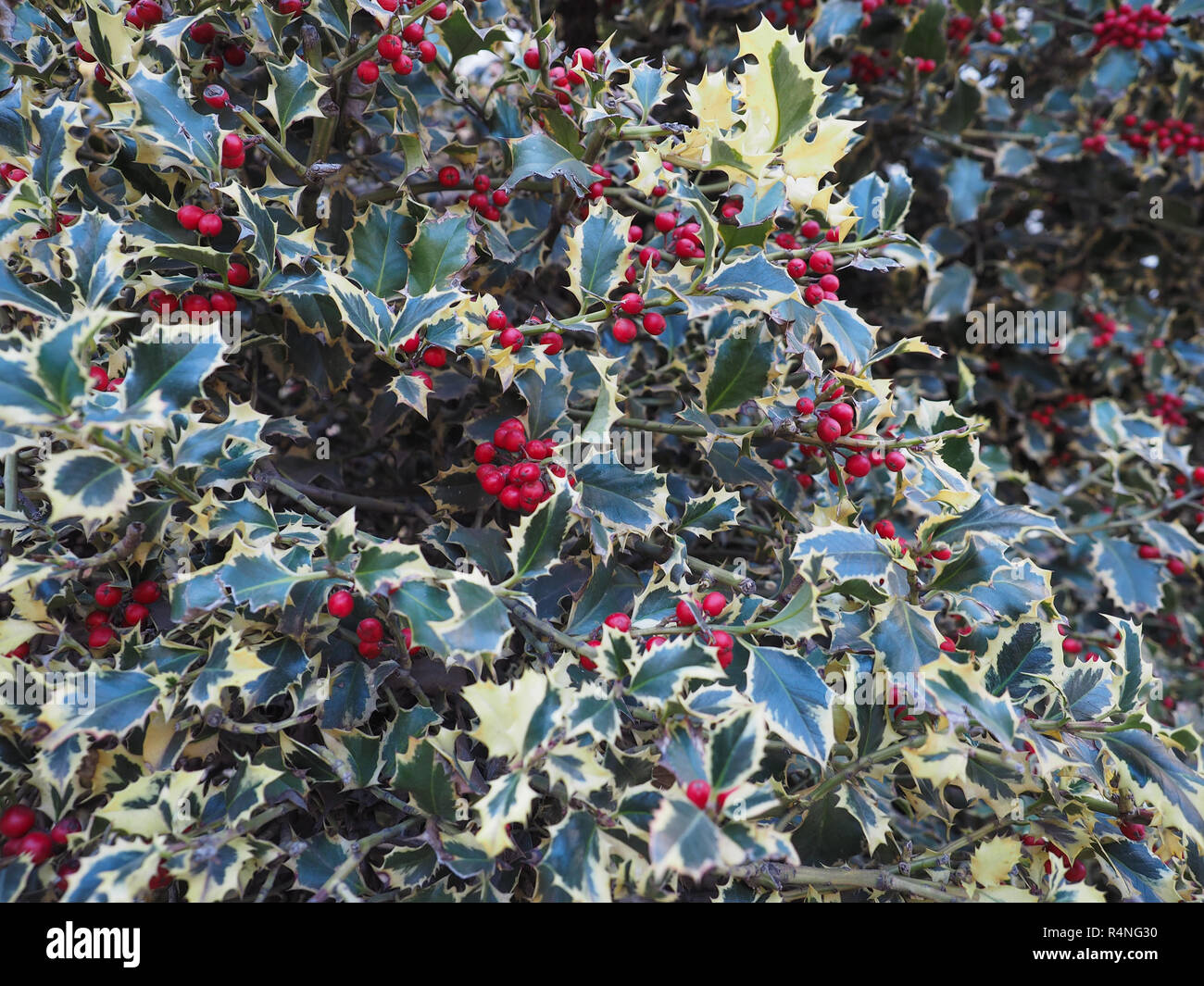 christmas Holly plant Stock Photo - Alamy