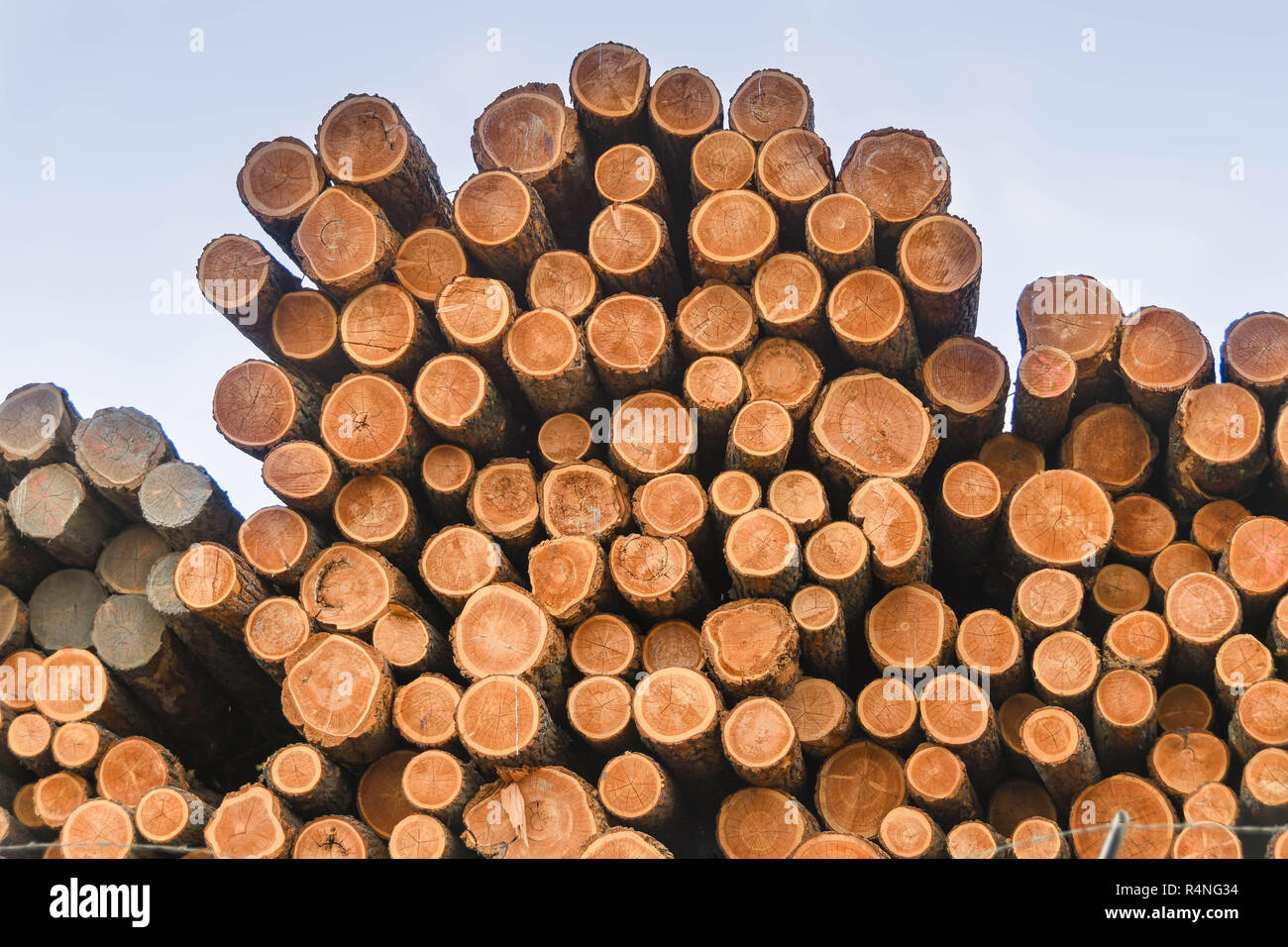 Tree trunks stacked up in a lumber yard Stock Photo - Alamy