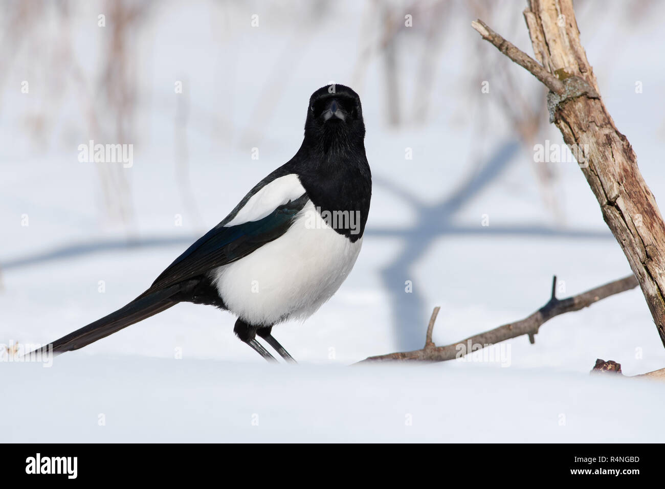 Sternly hi-res stock photography and images - Alamy