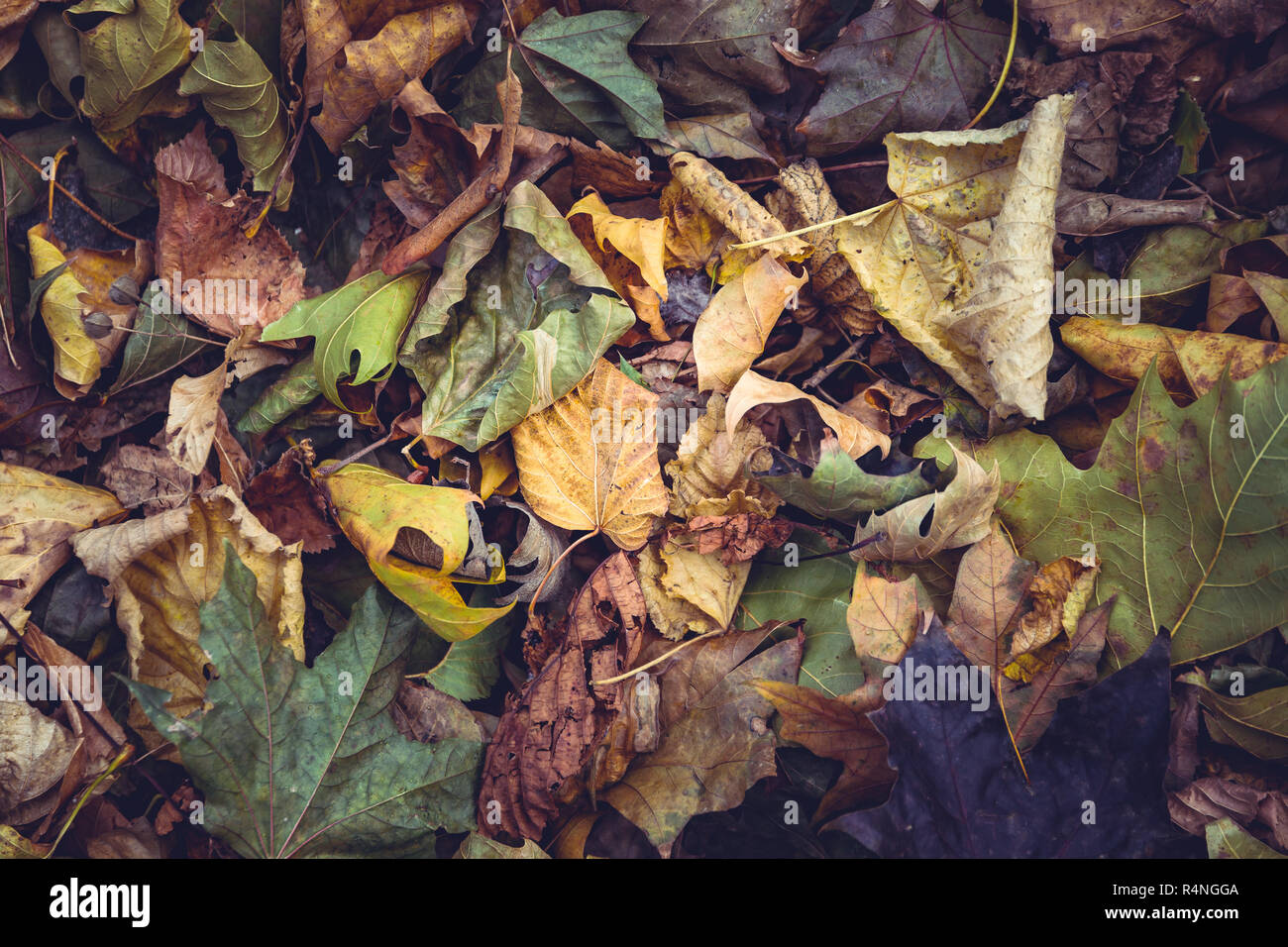 Gold color carpet texture hi-res stock photography and images - Alamy